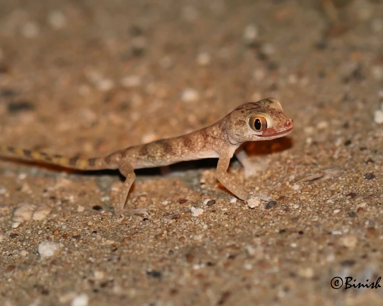 Stenodactylus slevini - факти, дієта, ареал і фотографії на Animalia.bio