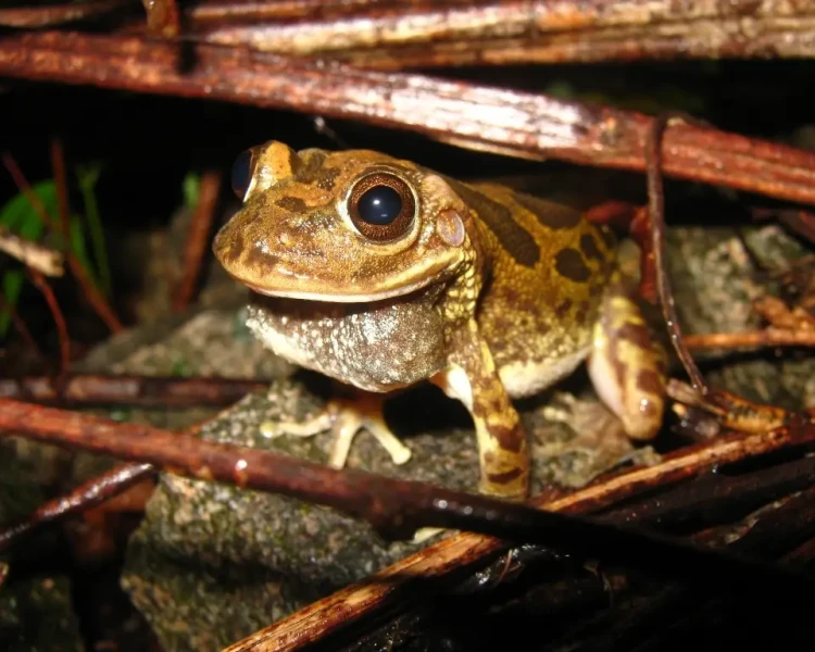 Lowland burrowing tree frog - Facts, Diet, Habitat & Pictures on ...