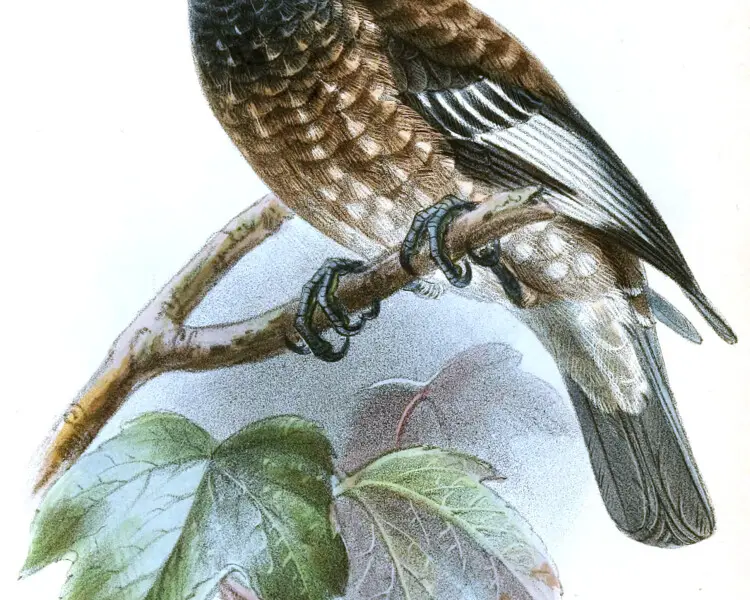 Whyte's barbet - Facts, Diet, Habitat & Pictures on Animalia.bio