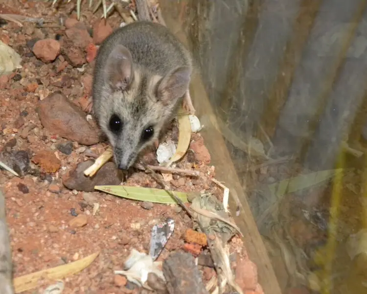 Sminthopsis macroura - факти, дієта, ареал і фотографії на Animalia.bio