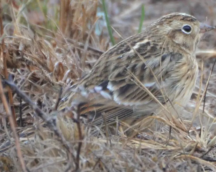 Smith's longspur - Facts, Diet, Habitat & Pictures on Animalia.bio