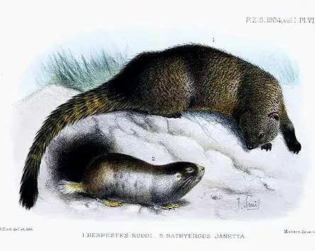 Bathyergus janetta - факти, дієта, ареал і фотографії на Animalia.bio