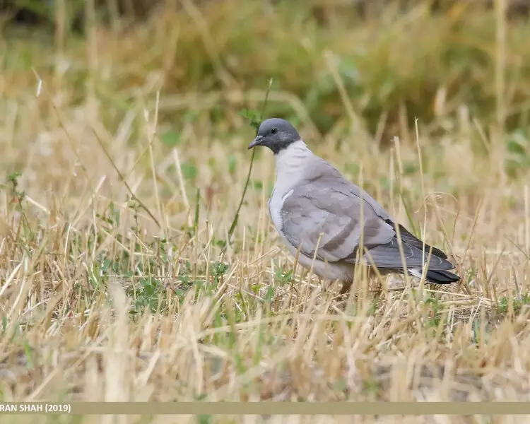 Snow pigeon - Facts, Diet, Habitat & Pictures on Animalia.bio