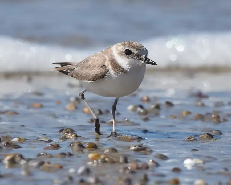 Snowy Plover - Facts, Diet, Habitat & Pictures on Animalia.bio