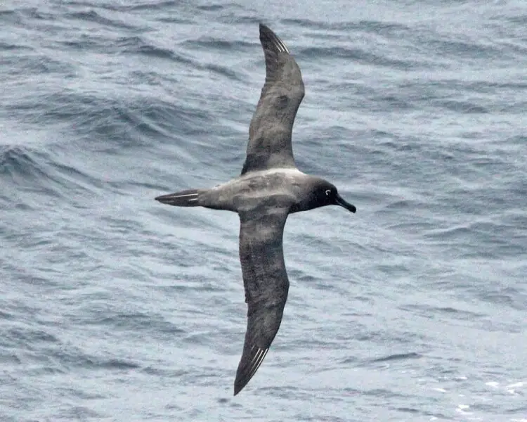 Sooty albatross - Facts, Diet, Habitat & Pictures on Animalia.bio