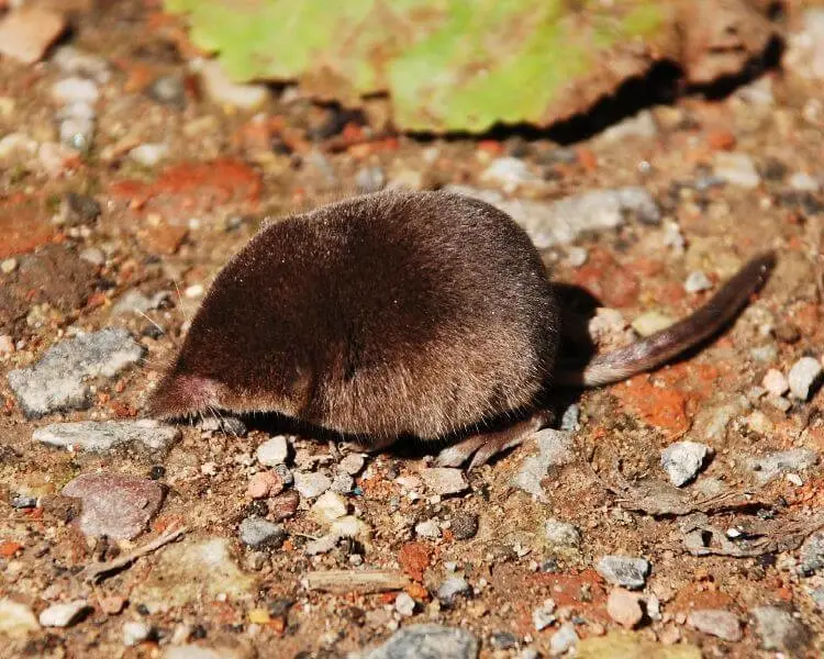 Eurasian Pygmy Shrew - Facts, Diet, Habitat & Pictures on Animalia.bio