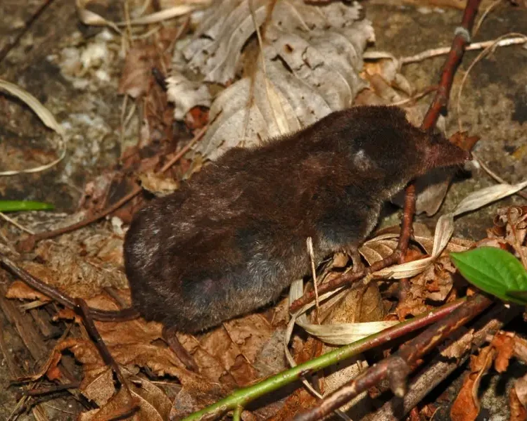 Sorex antinorii - факти, дієта, ареал і фотографії на Animalia.bio