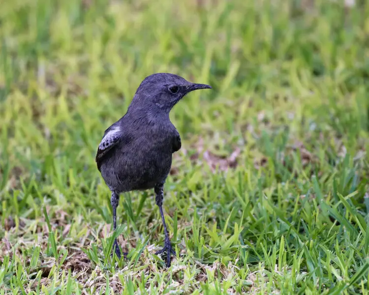 Ant-eating chat - Facts, Diet, Habitat & Pictures on Animalia.bio
