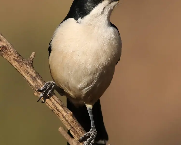Southern boubou - Facts, Diet, Habitat & Pictures on Animalia.bio