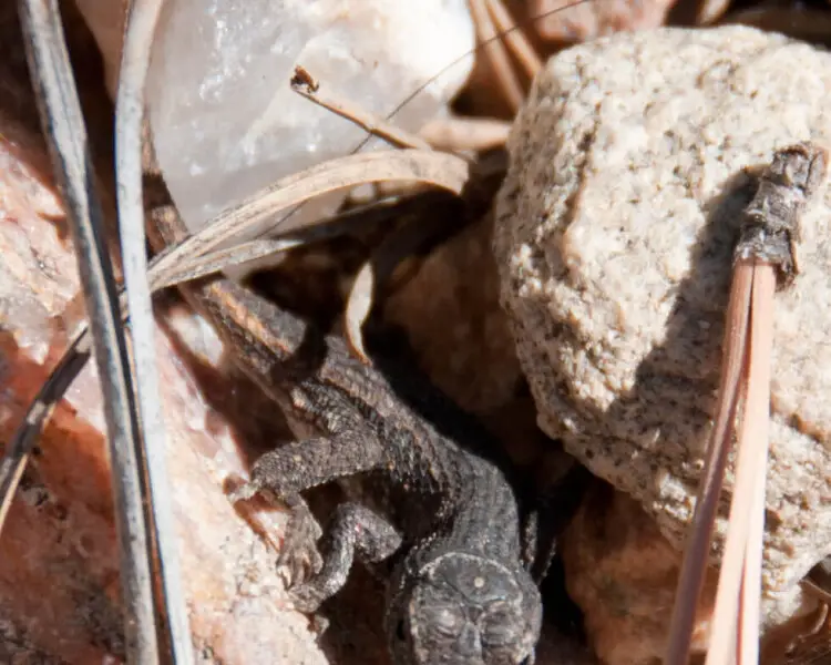 Southwestern fence lizard - Facts, Diet, Habitat & Pictures on Animalia.bio