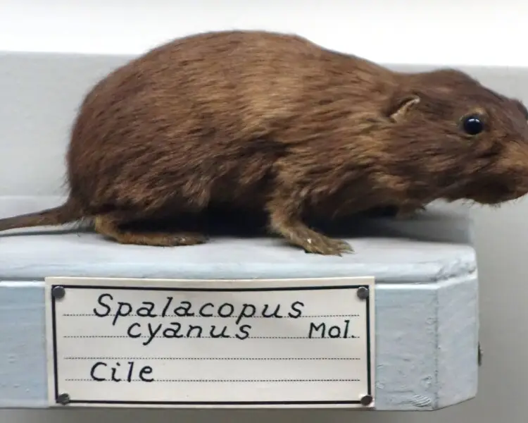 Coruro - Facts, Diet, Habitat & Pictures on Animalia.bio