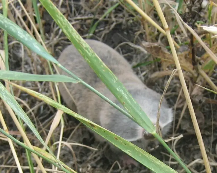 Greater mole-rat - Facts, Diet, Habitat & Pictures on Animalia.bio