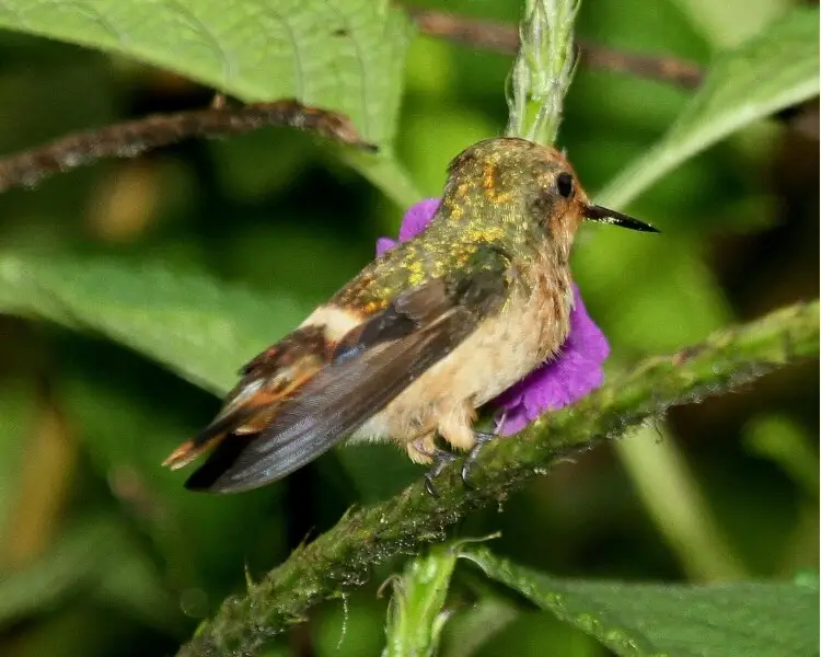 Lophornis stictolophus - факти, дієта, ареал і фотографії на Animalia.bio