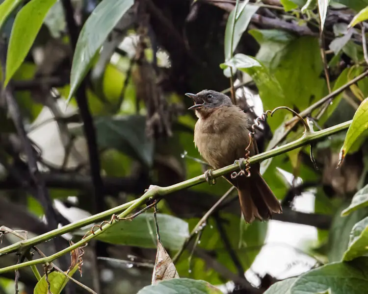 Sphenopsis ochracea - Fatti, dieta, habitat e immagini su Animalia.bio