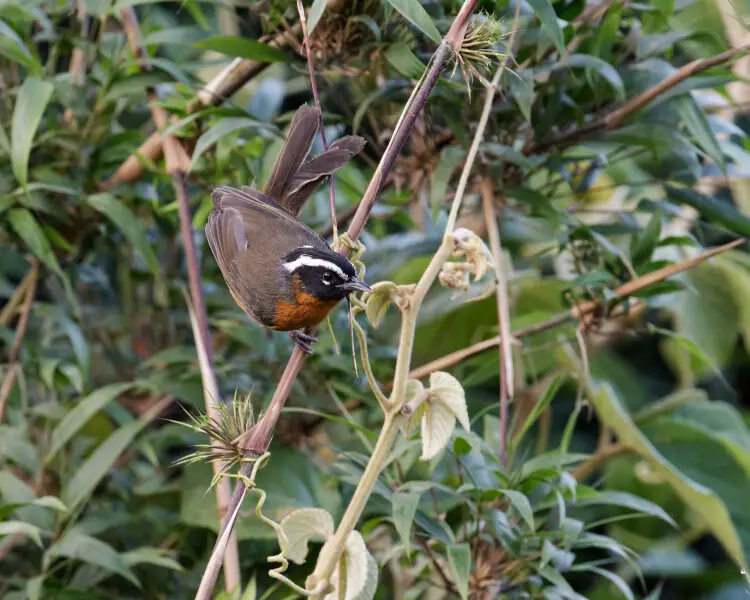 Piura hemispingus - Facts, Diet, Habitat & Pictures on Animalia.bio