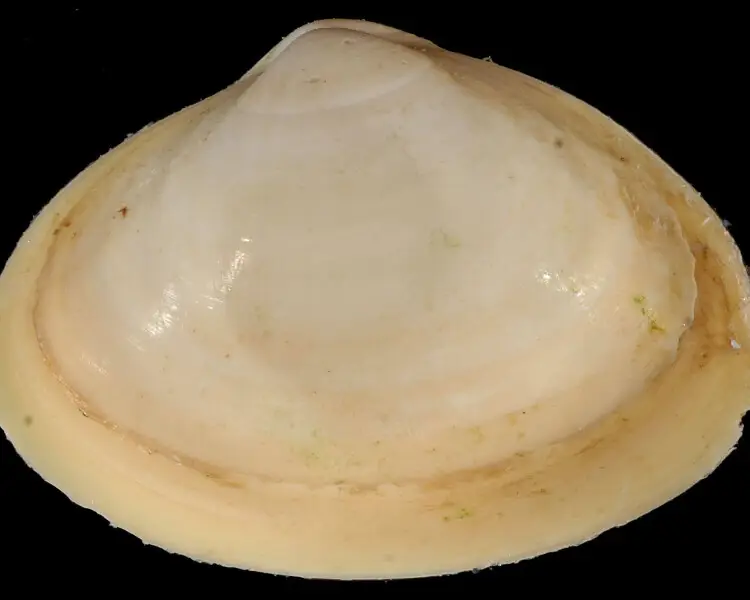 Atlantic surf clam - Facts, Diet, Habitat & Pictures on Animalia.bio