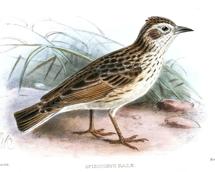 Raso lark - Facts, Diet, Habitat & Pictures on Animalia.bio