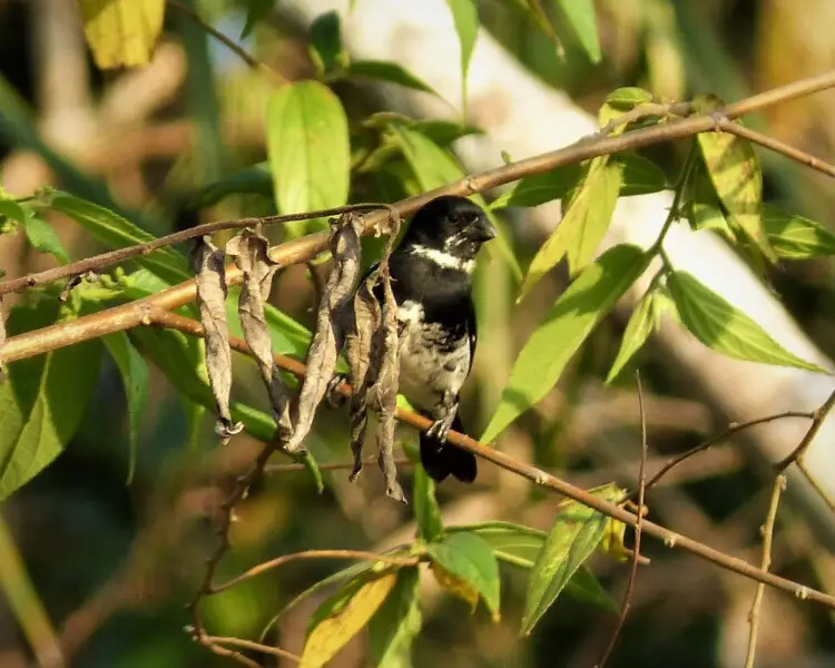 Sporophila corvina - Fatti, dieta, habitat e immagini su Animalia.bio