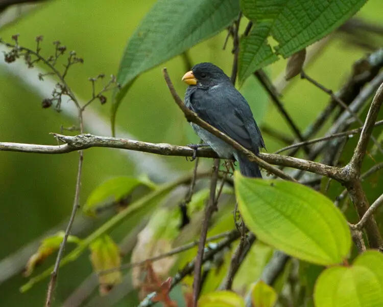 Slate-coloured seedeater - Facts, Diet, Habitat & Pictures on Animalia.bio