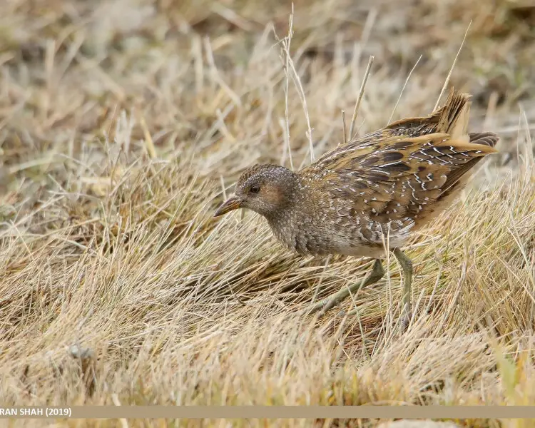 Spotted crake - Facts, Diet, Habitat & Pictures on Animalia.bio