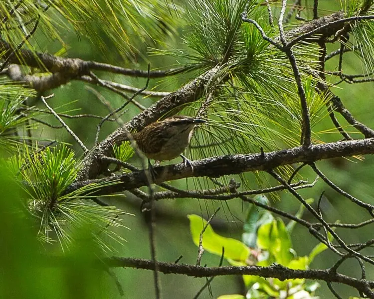 Spotted wren - Facts, Diet, Habitat & Pictures on Animalia.bio