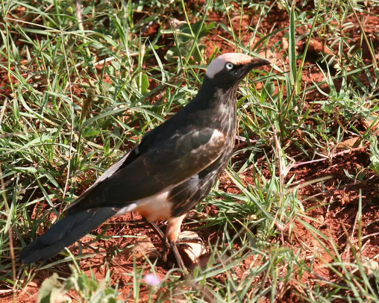 White-crowned starling - Facts, Diet, Habitat & Pictures on Animalia.bio