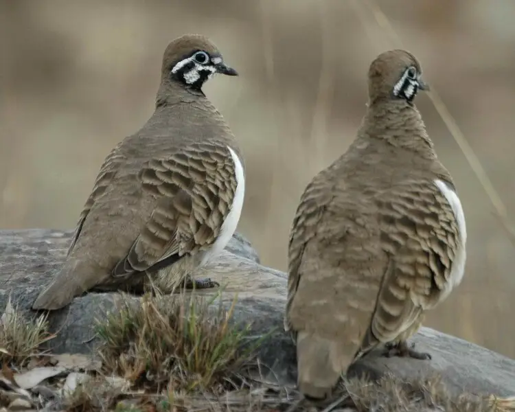 Squatter pigeon - Facts, Diet, Habitat & Pictures on Animalia.bio
