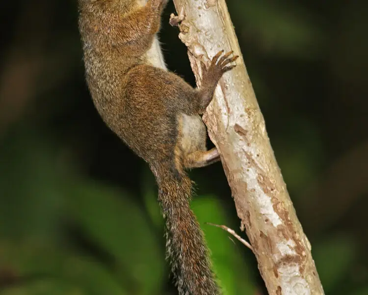 Sundasciurus tenuis - факти, дієта, ареал і фотографії на Animalia.bio