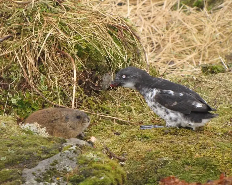North American brown lemming - Facts, Diet, Habitat & Pictures on ...