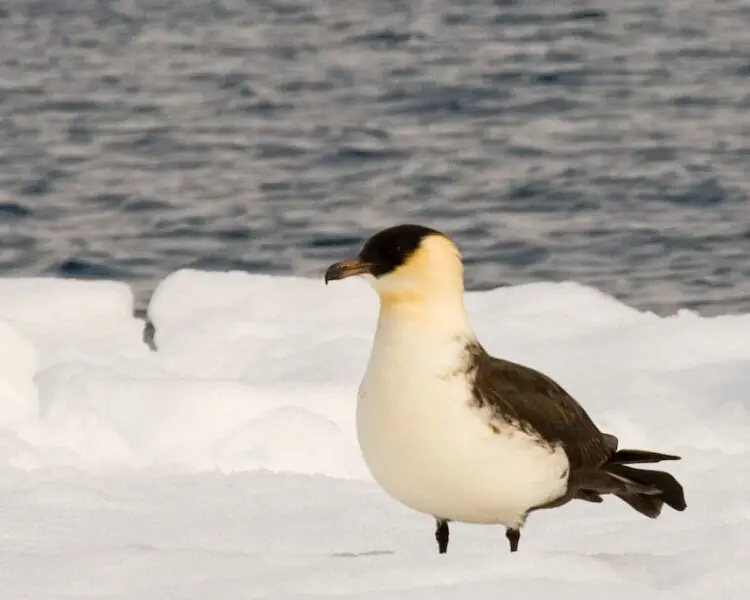 Pomarine jaeger - Facts, Diet, Habitat & Pictures on Animalia.bio