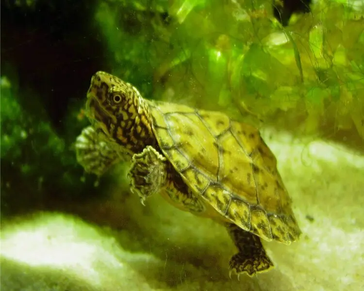 Loggerhead musk turtle - Facts, Diet, Habitat & Pictures on Animalia.bio
