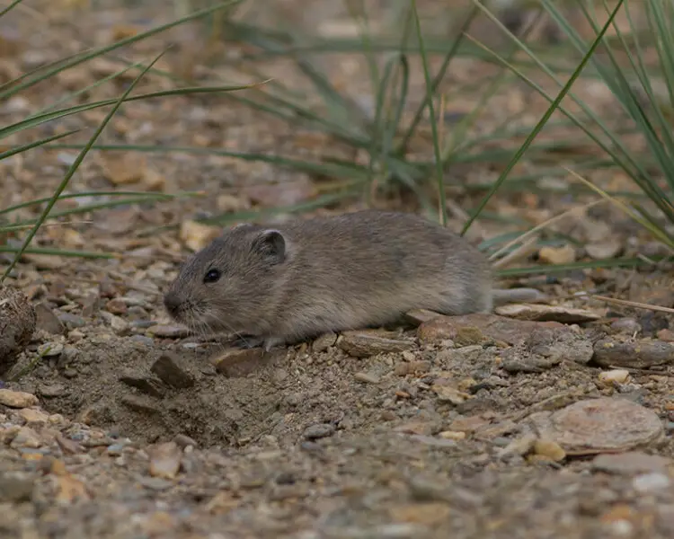 Alticola stoliczkanus - Faits, Alimentation, Habitat & Photos sur ...