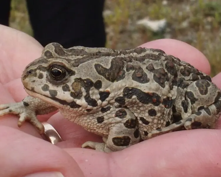 Ропуха монгольська - факти, дієта, ареал і фотографії на Animalia.bio
