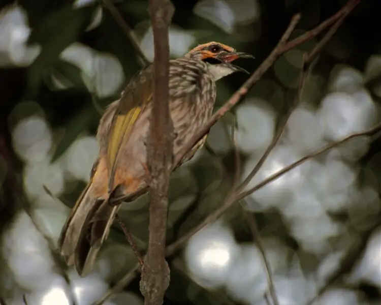 Straw-headed bulbul - Facts, Diet, Habitat & Pictures on Animalia.bio