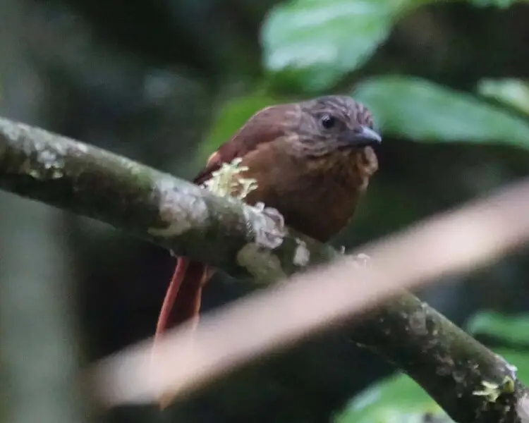 Streak-capped treehunter - Facts, Diet, Habitat & Pictures on Animalia.bio