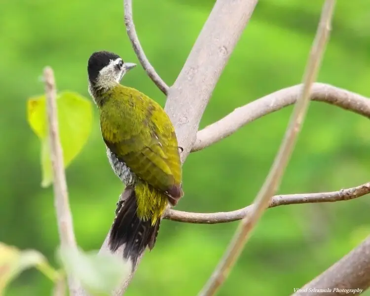 Streak-throated woodpecker - Facts, Diet, Habitat & Pictures on ...