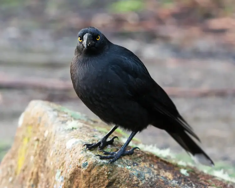 Black currawong - Facts, Diet, Habitat & Pictures on Animalia.bio