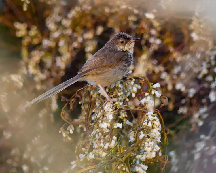 Himalayan prinia - Facts, Diet, Habitat & Pictures on Animalia.bio