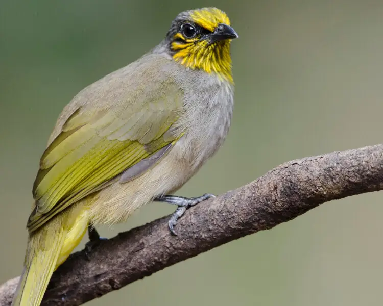 Stripe-throated bulbul - Facts, Diet, Habitat & Pictures on Animalia.bio