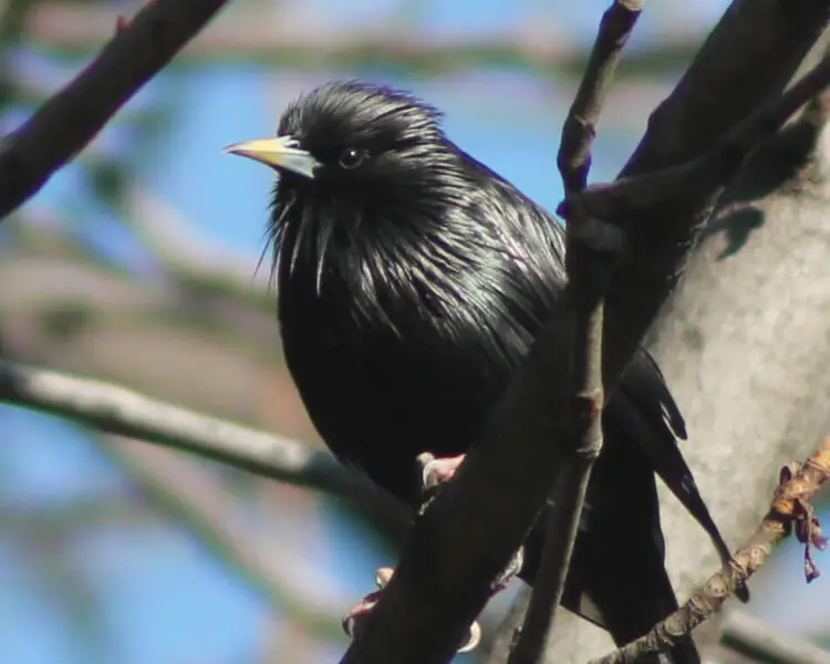 Spotless starling - Facts, Diet, Habitat & Pictures on Animalia.bio