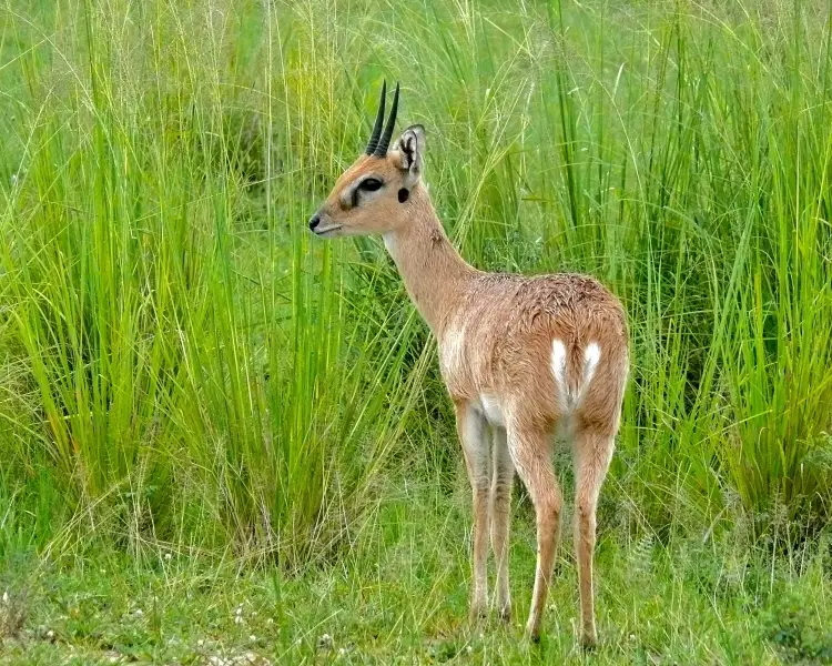 Oribi - Facts, Diet, Habitat & Pictures on Animalia.bio
