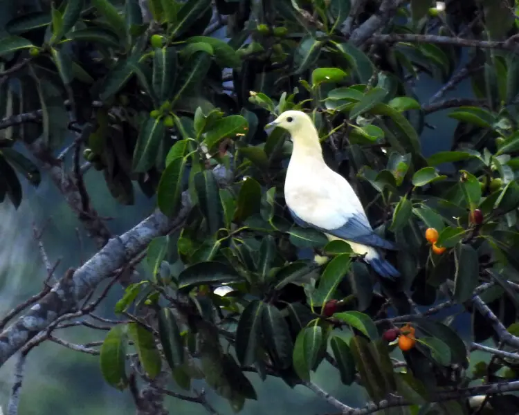 Ducula luctuosa - факти, дієта, ареал і фотографії на Animalia.bio