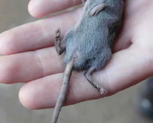 Greater dwarf shrew - Facts, Diet, Habitat & Pictures on Animalia.bio