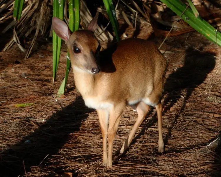 Suni - Facts, Diet, Habitat & Pictures on Animalia.bio