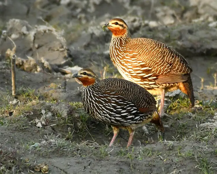 Swamp francolin - Facts, Diet, Habitat & Pictures on Animalia.bio