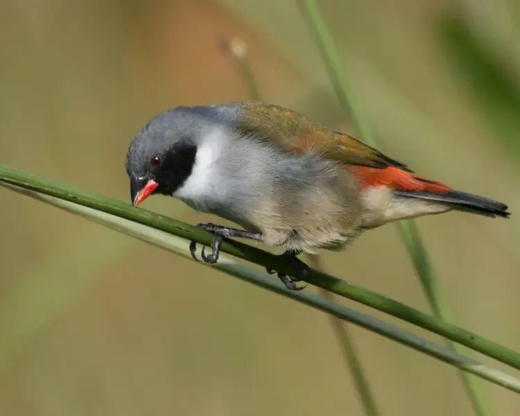 Coccopygia melanotis - факти, дієта, ареал і фотографії на Animalia.bio