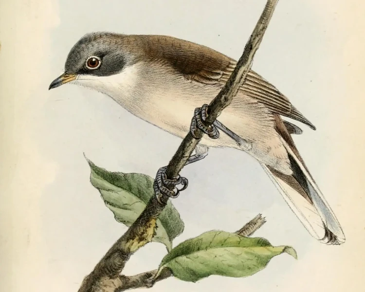 Curruca minula - факти, дієта, ареал і фотографії на Animalia.bio