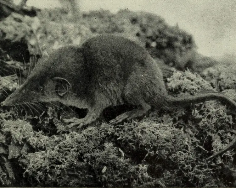 Lesser forest shrew - Facts, Diet, Habitat & Pictures on Animalia.bio