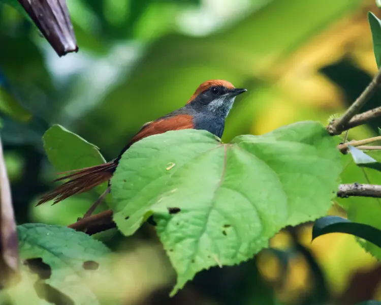 Pinto's spinetail - Facts, Diet, Habitat & Pictures on Animalia.bio