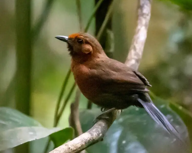 Ruddy spinetail - Facts, Diet, Habitat & Pictures on Animalia.bio